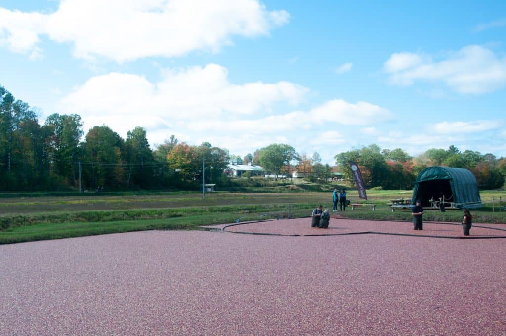 Fall Cranberry Harvest in Bala, Ontario | Hello Hema