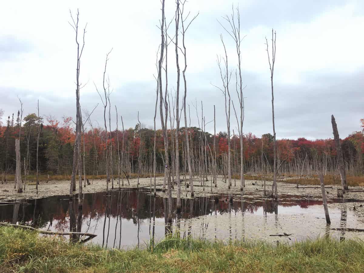 Fall Cranberry Harvest in Bala, Ontario | Hello Hema