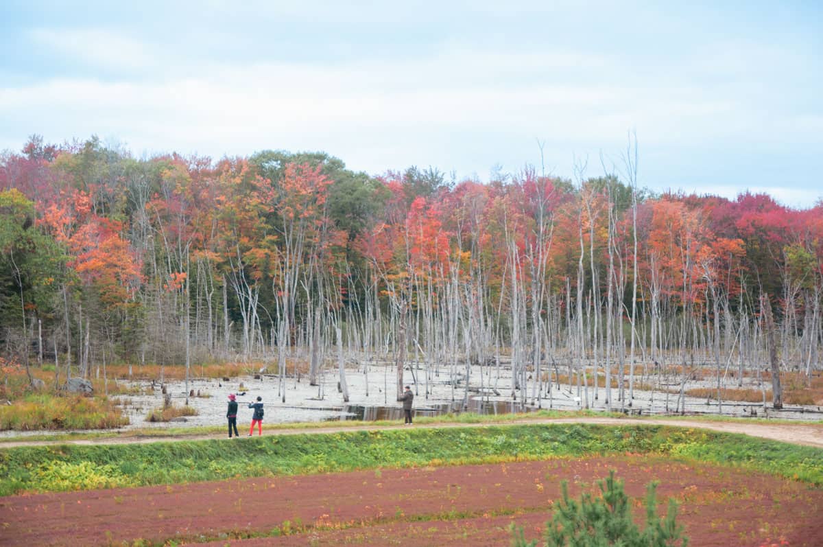 Fall Cranberry Harvest in Bala, Ontario | Hello Hema